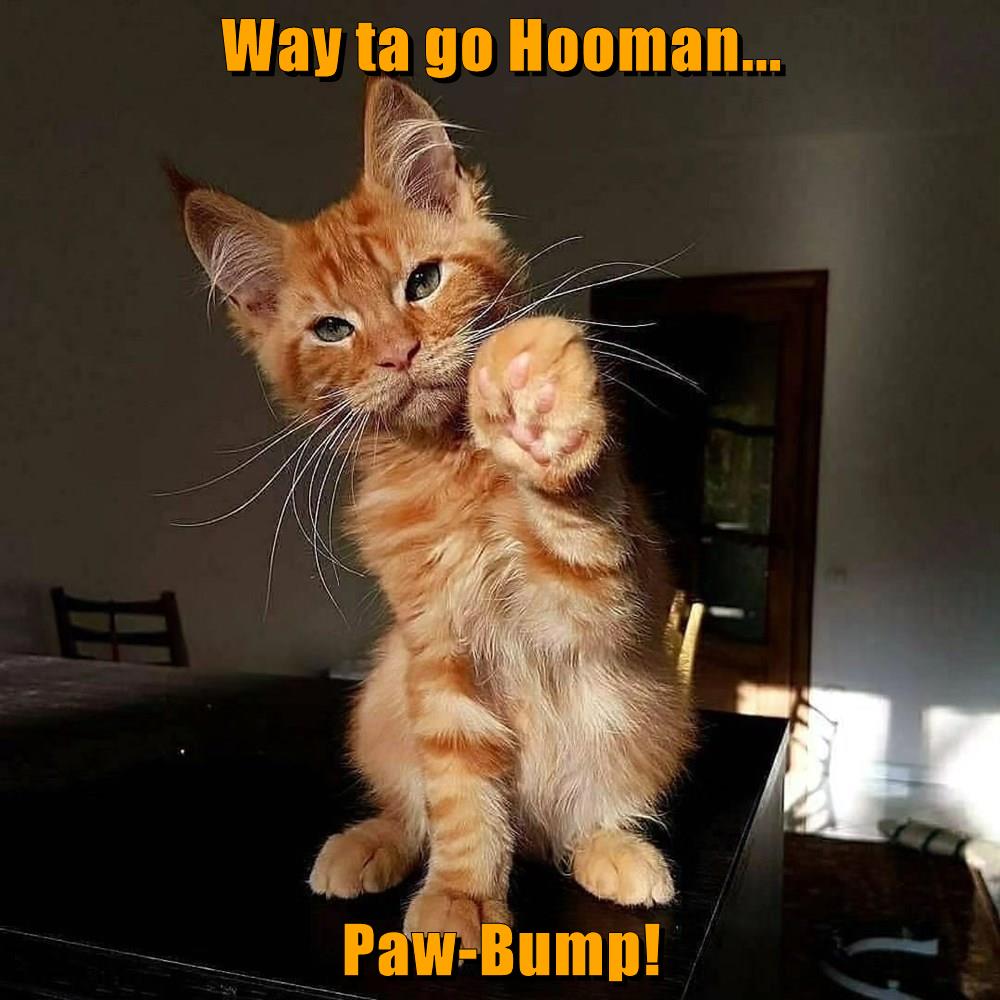 Paw-Bump - Lolcats - lol | cat memes | funny cats | funny cat pictures ...