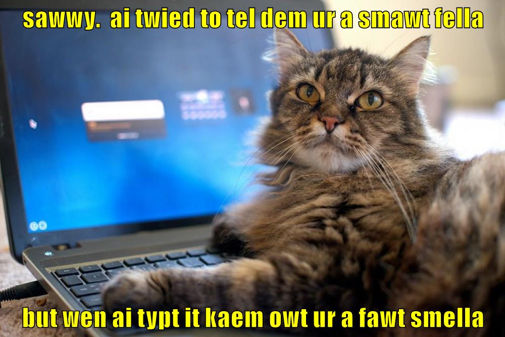 Fawt smella - Lolcats - lol | cat memes | funny cats | funny cat ...