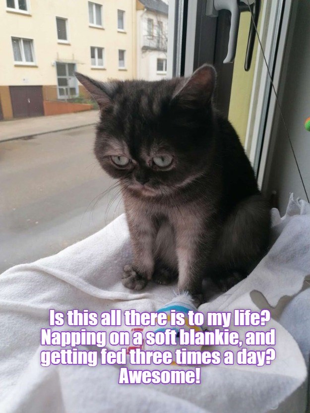 What more could you want? - Lolcats - lol | cat memes | funny cats ...