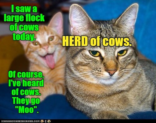 Walked right into that one. - Lolcats - lol | cat memes | funny cats ...