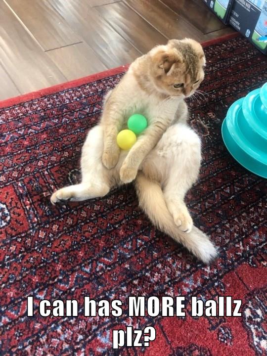 The joke writes itself - Lolcats - lol | cat memes | funny cats | funny ...