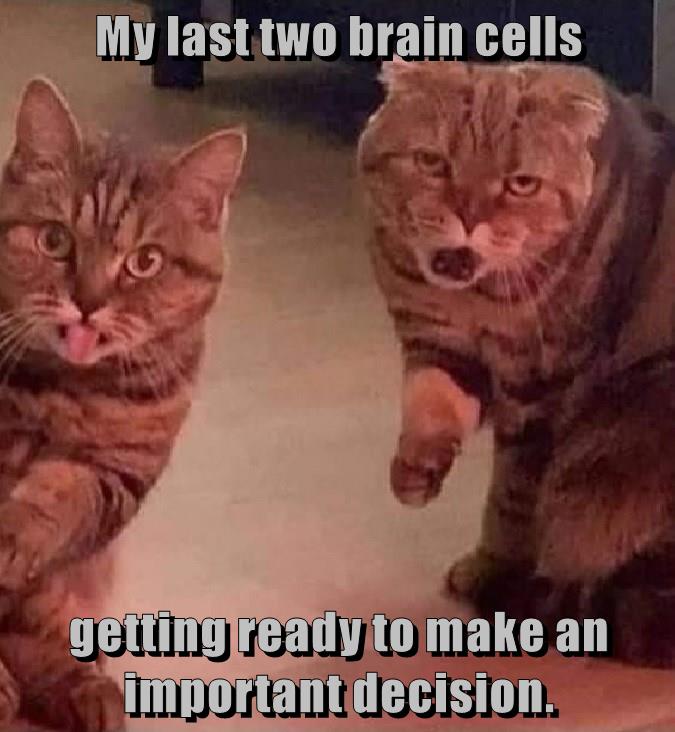 Wait until we have to decide what to eat - Lolcats - lol | cat memes ...