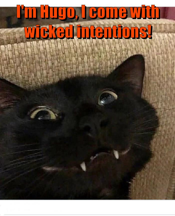 The teefies gave it away - Lolcats - lol | cat memes | funny cats ...