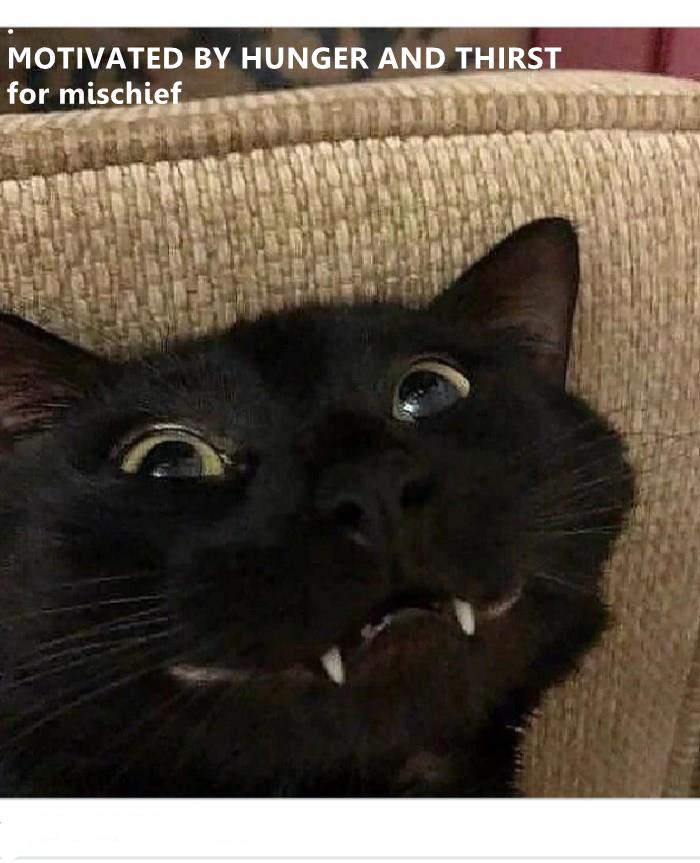 Motivated by hunger and thirst - Lolcats - lol | cat memes | funny cats ...