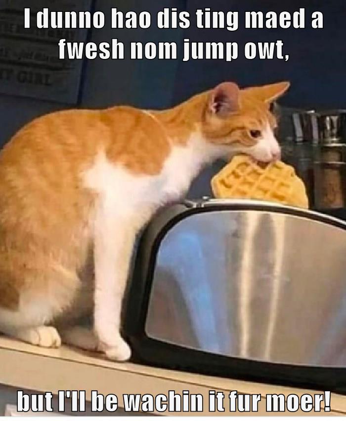 Leggo My Eggo Lolcats Lol Cat Memes Funny Cats Funny Cat Pictures With Words On Them