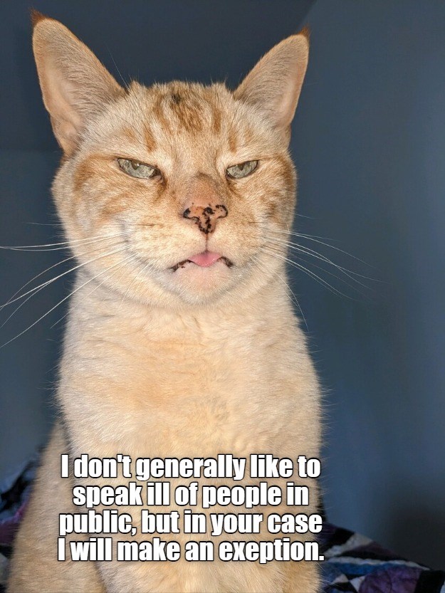 We have a new grumpy cat - Lolcats - lol | cat memes | funny cats ...