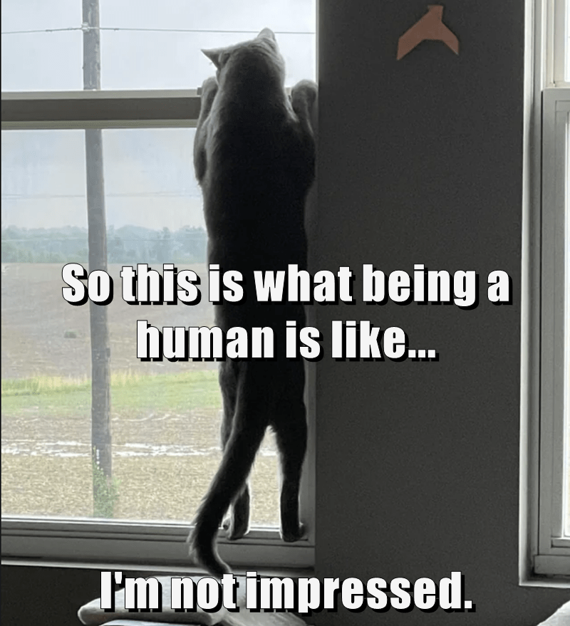 Why are they always complaining? - Lolcats - lol | cat memes | funny ...