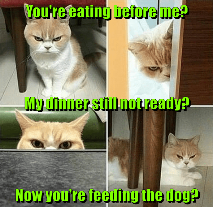 Better sleep with one eye open - Lolcats - lol | cat memes | funny cats ...