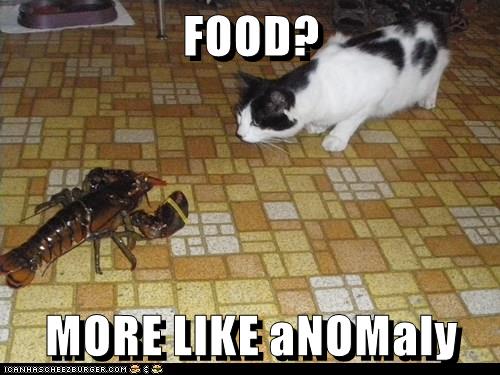 Emphasis on the nom - Lolcats - lol | cat memes | funny cats | funny ...