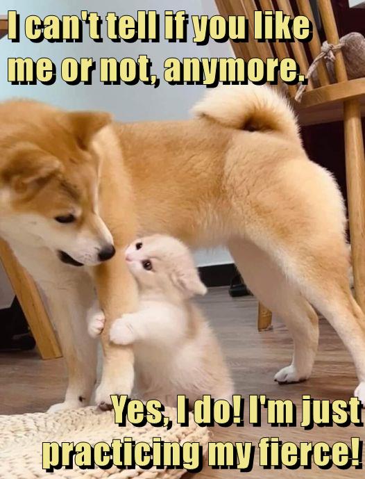 I iz small but I iz still fierce - Lolcats - lol | cat memes | funny ...