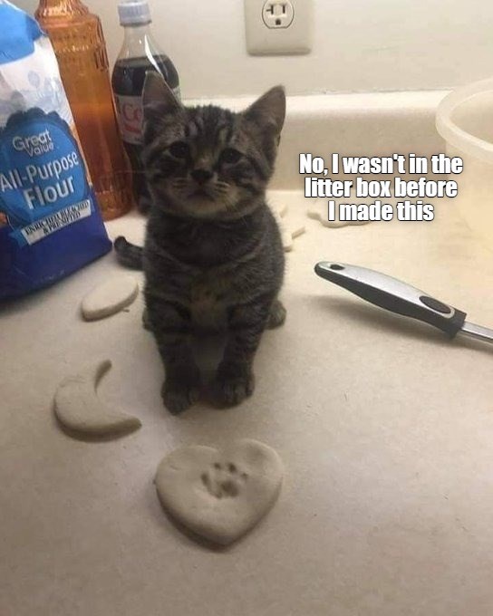 I Promise - Lolcats - lol | cat memes | funny cats | funny cat pictures ...