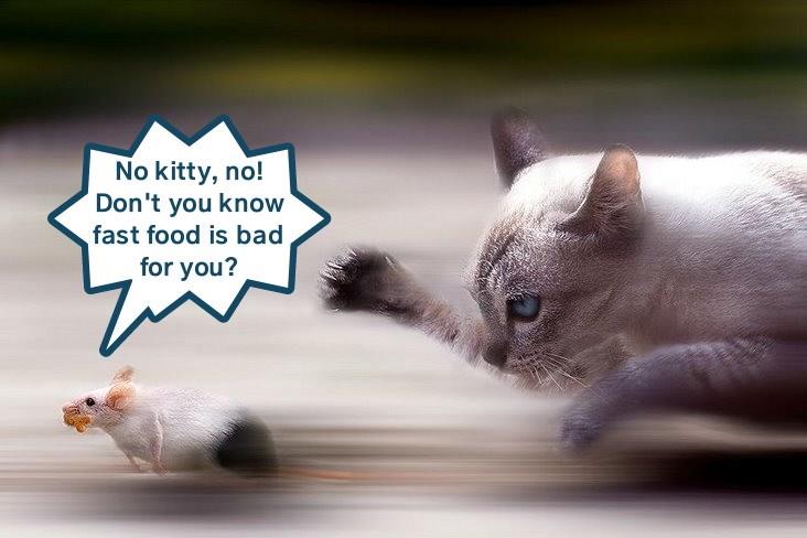 You don't say - Lolcats - lol | cat memes | funny cats | funny cat ...