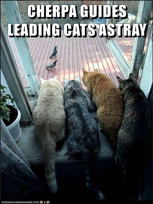 Choose your guides carefully - Lolcats - lol | cat memes | funny cats ...