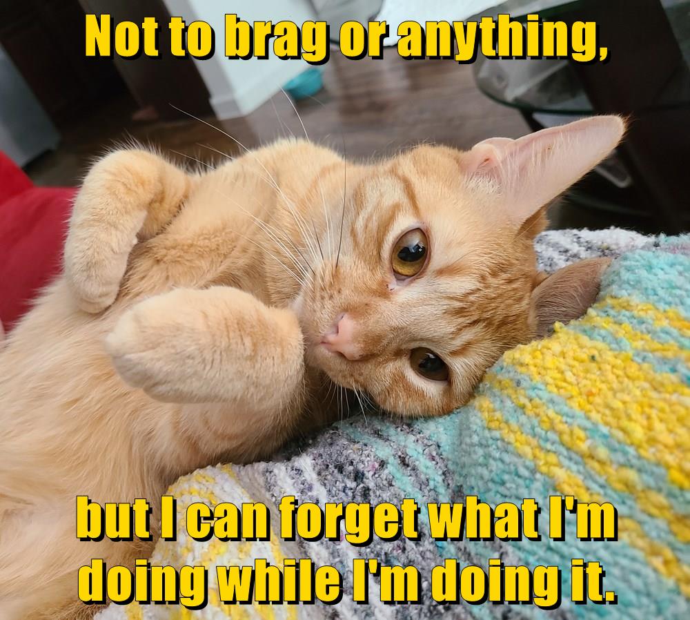 It's a talent we've always had - Lolcats - lol | cat memes | funny cats ...