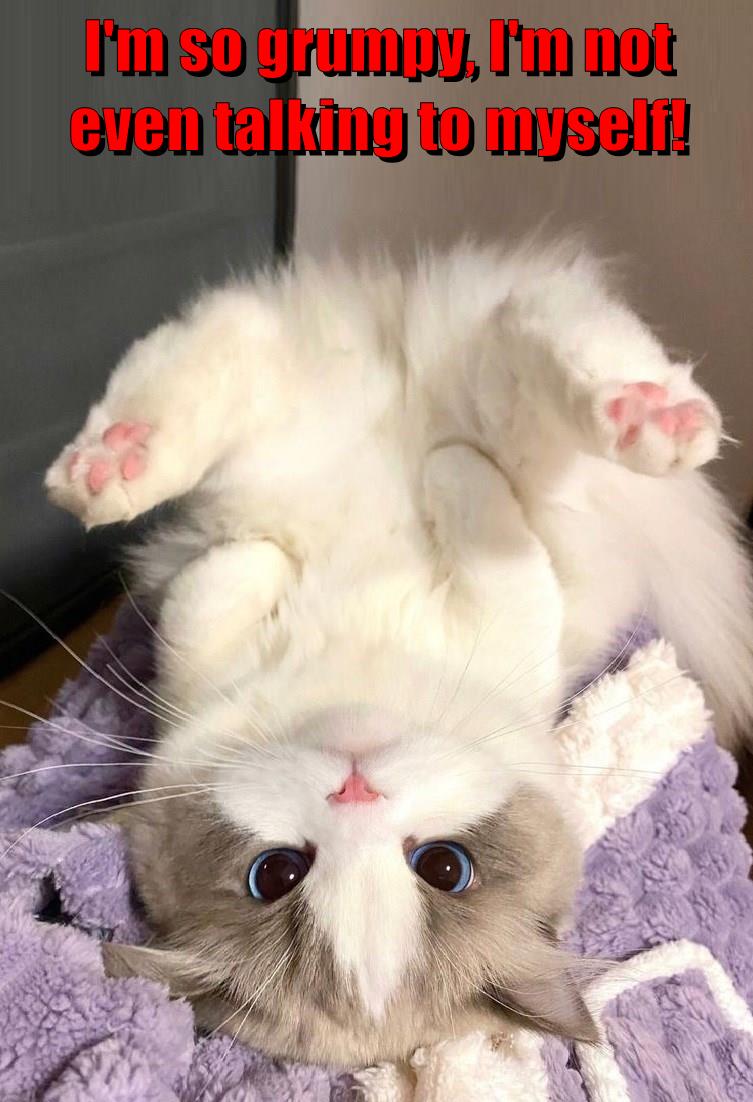 Keep your questions to yourself - Lolcats - lol | cat memes | funny ...