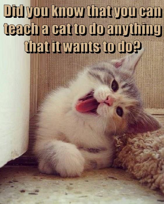 And nothing more - Lolcats - lol | cat memes | funny cats | funny cat ...