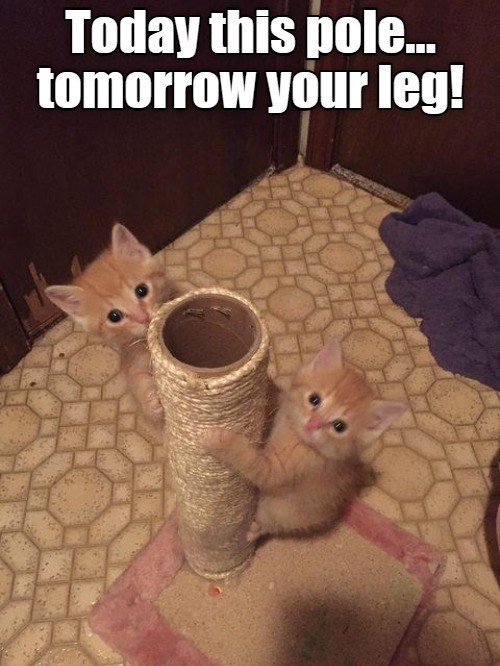 Gotta set goals - Lolcats - lol | cat memes | funny cats | funny cat ...