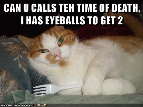 Yummy - Lolcats - lol | cat memes | funny cats | funny cat pictures ...