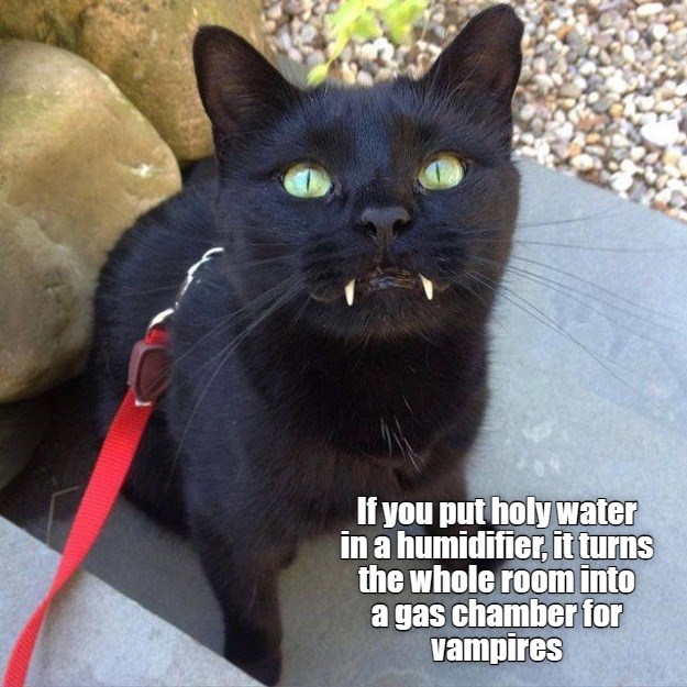 Did You Know - Lolcats - lol | cat memes | funny cats | funny cat ...