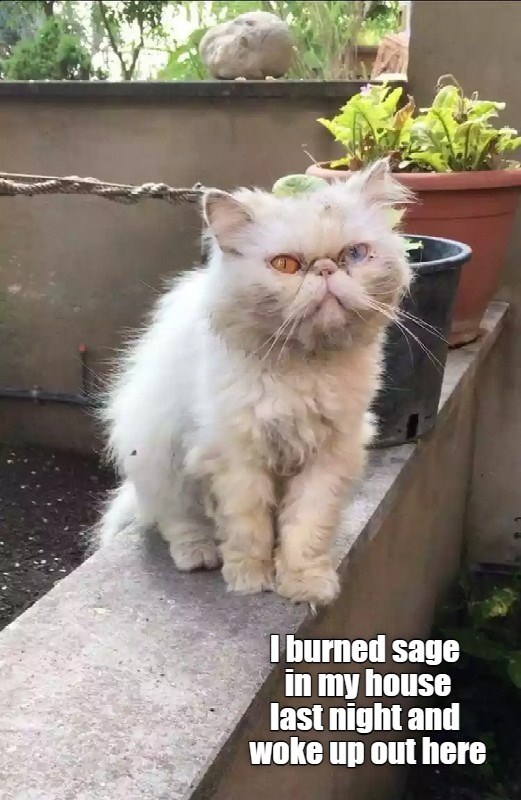 At least my house is spiritually clean - Lolcats - lol | cat memes ...
