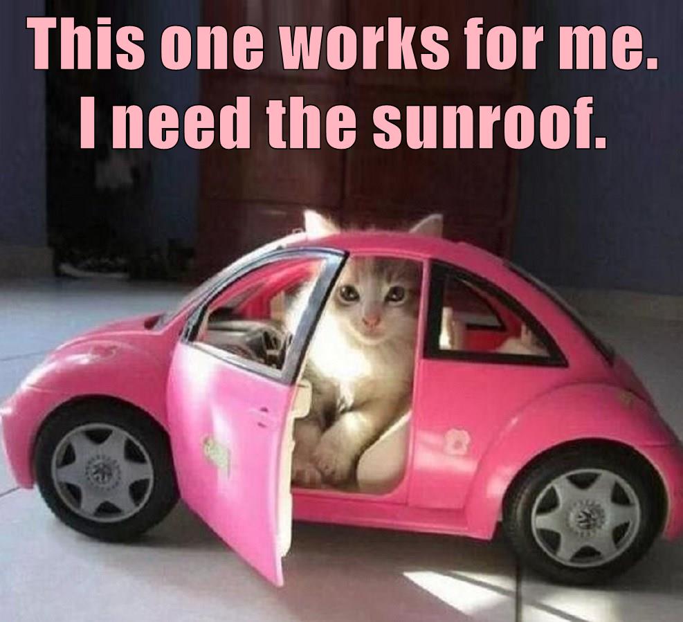 Watched Barbie movie once - Lolcats - lol | cat memes | funny cats ...
