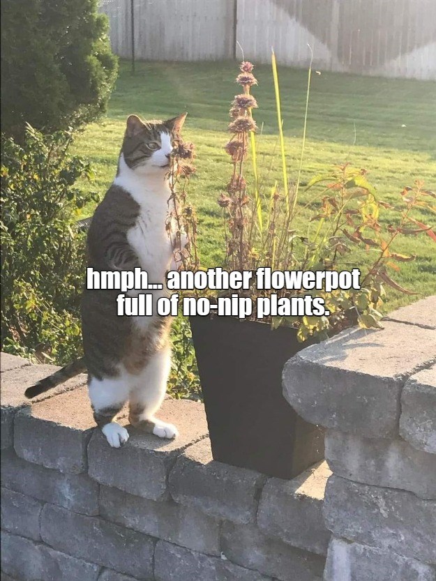 Who needs no-nip? - Lolcats - lol | cat memes | funny cats | funny cat pictures with words on ...