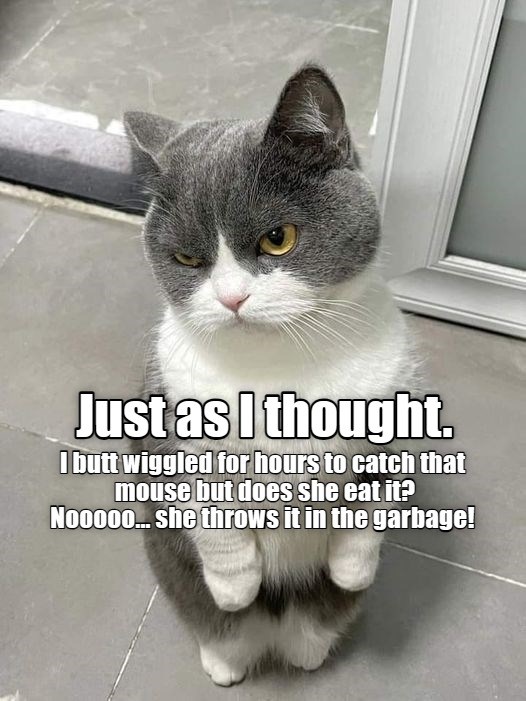 Hoomans are so rude - Lolcats - lol | cat memes | funny cats | funny ...