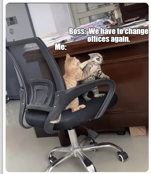 Office drama - Lolcats - lol | cat memes | funny cats | funny cat ...