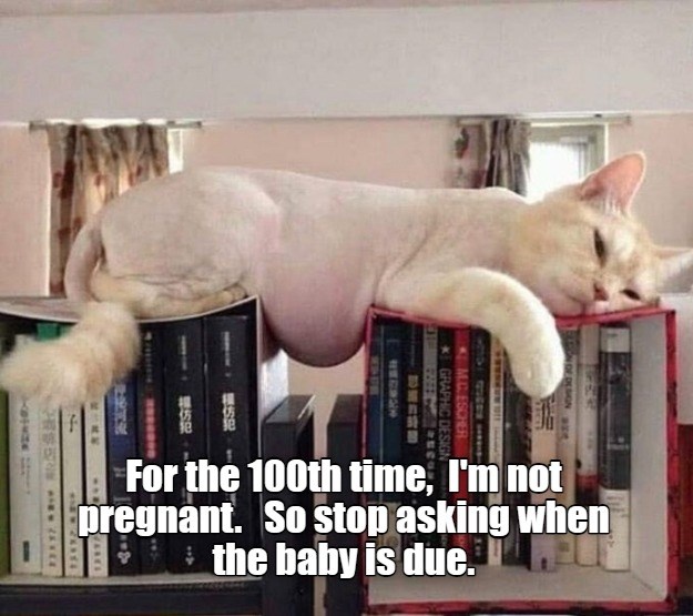 I'm bursting with knowledge - Lolcats - lol | cat memes | funny cats ...