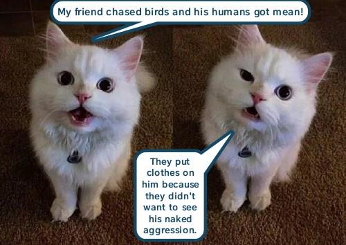 Booooo! Boo hiss boo - Lolcats - lol | cat memes | funny cats | funny ...