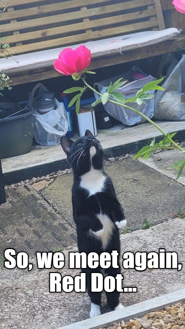 Not running away, this time? - Lolcats - lol | cat memes | funny cats ...