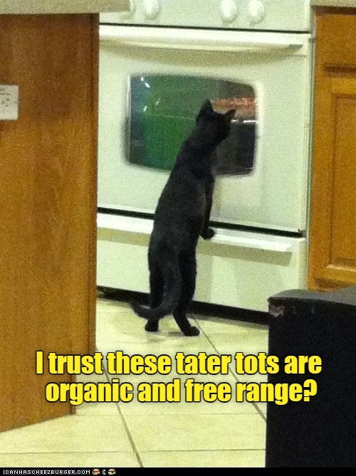 Kitty has high standards - Lolcats - lol | cat memes | funny cats ...