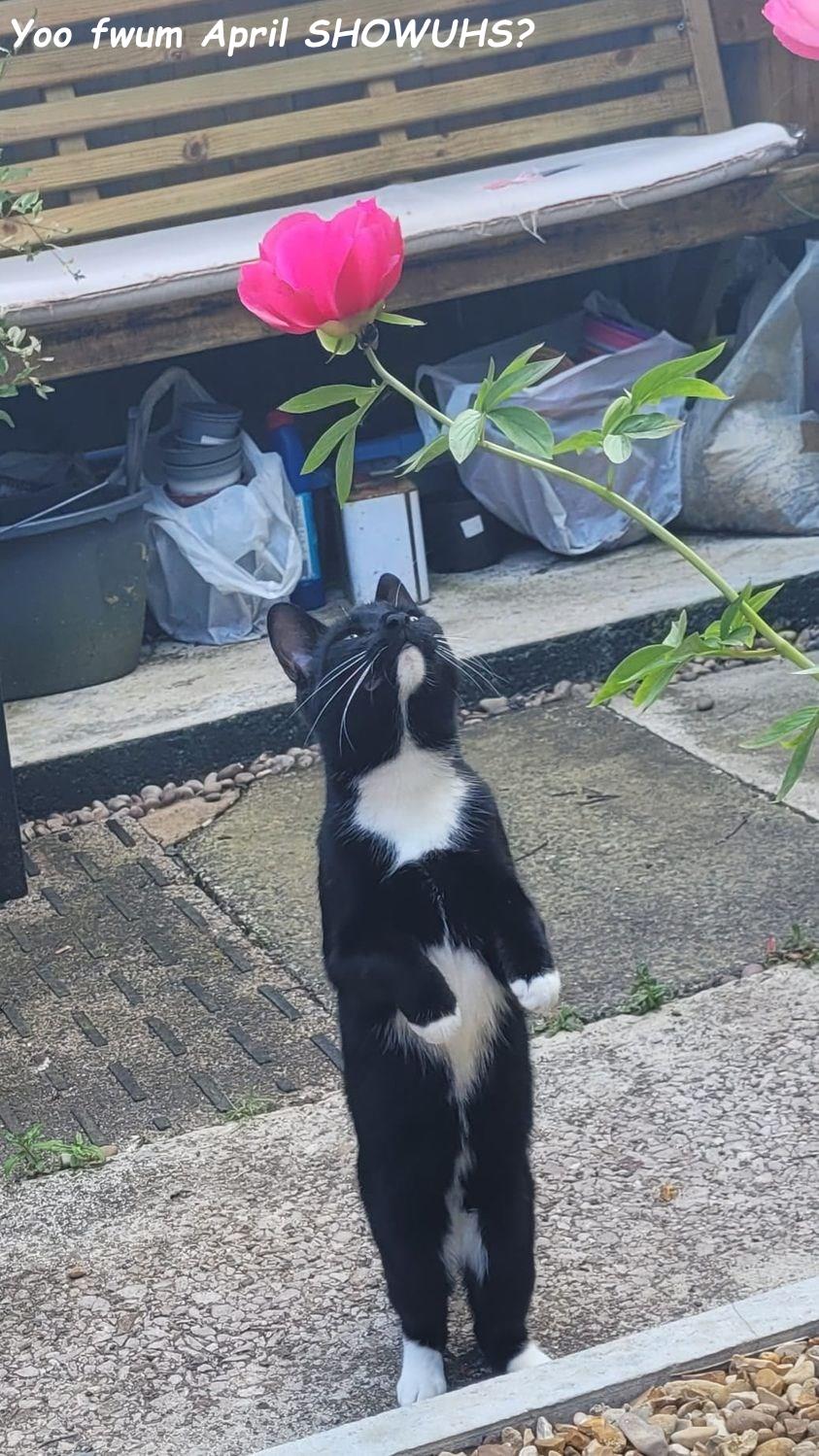 May flowers - Lolcats - lol | cat memes | funny cats | funny cat ...