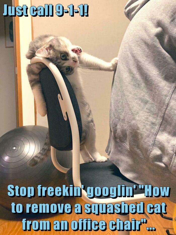 Just call 9-1-1! - Lolcats - lol | cat memes | funny cats | funny cat ...