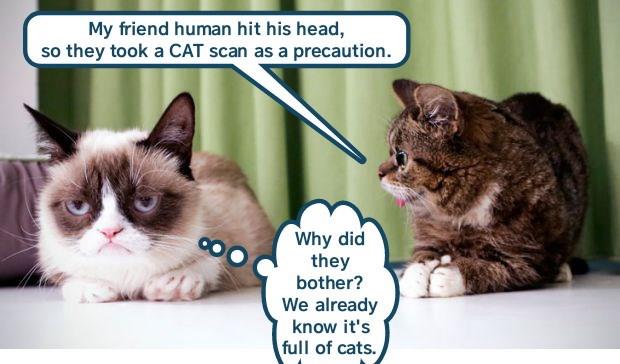 Fur-gone conclusion - Lolcats - lol | cat memes | funny cats | funny ...