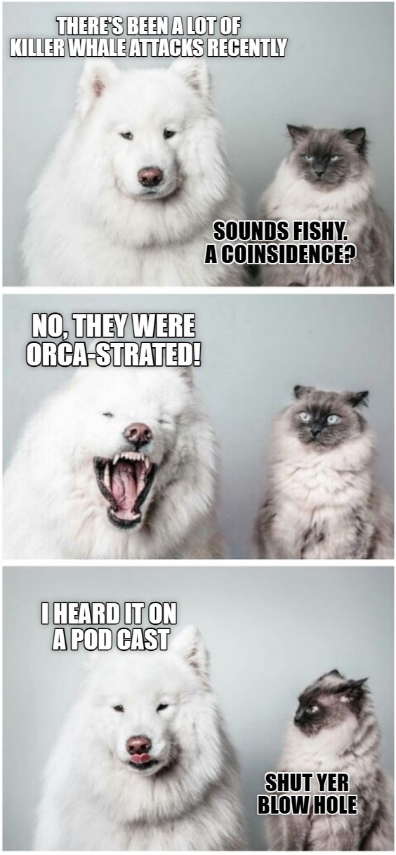 *Sigh* Dogs. - Lolcats - lol | cat memes | funny cats | funny cat ...