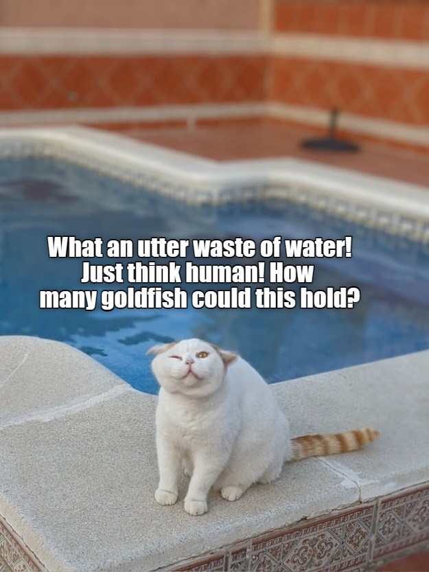Waste of water! - Lolcats - lol | cat memes | funny cats | funny cat ...
