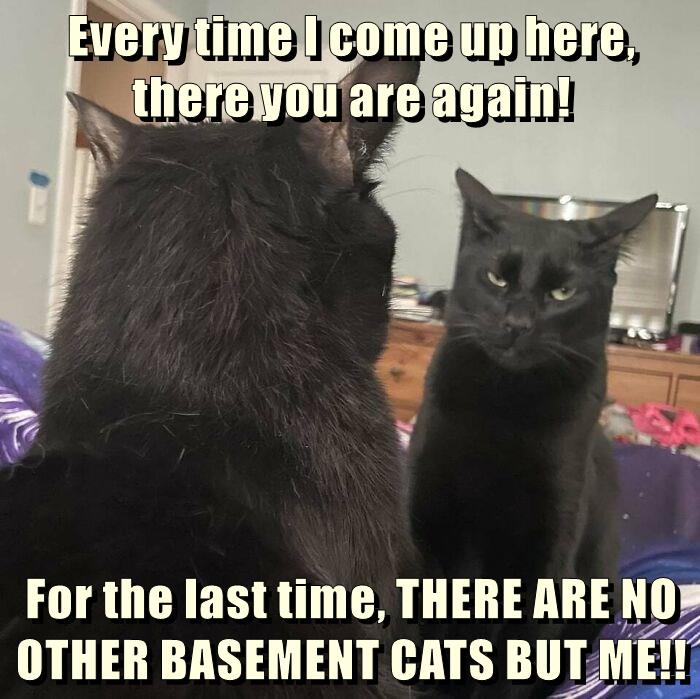 There can be only one - Lolcats - lol | cat memes | funny cats | funny ...