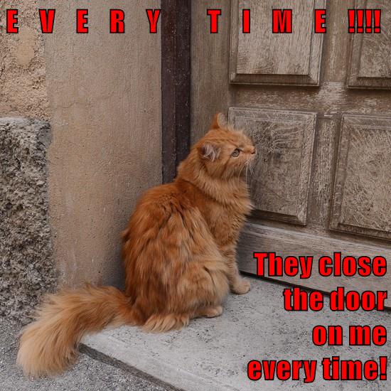 Hoomans are so rude - Lolcats - lol | cat memes | funny cats | funny ...