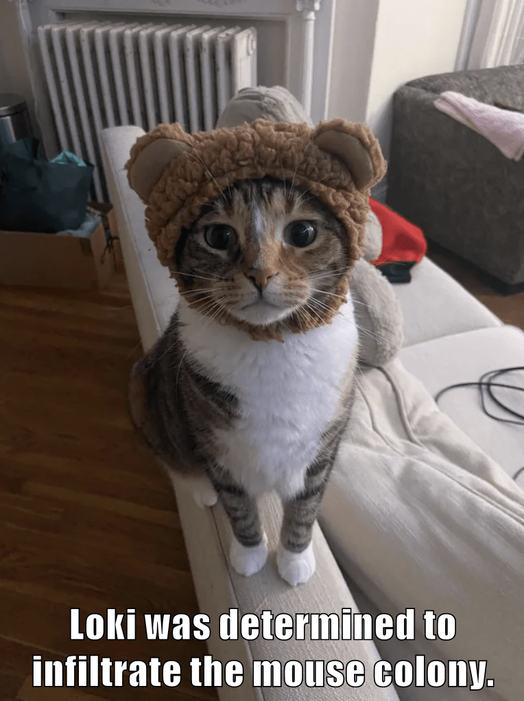 WIth this disguise, they'll never see me coming - Lolcats - lol | cat ...