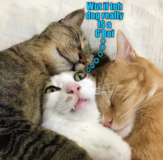 When your brain refuses to let you sleep . . . . - Lolcats - lol | cat ...