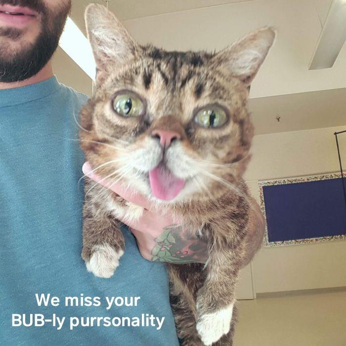 Still loving you - Lolcats - lol | cat memes | funny cats | funny cat ...