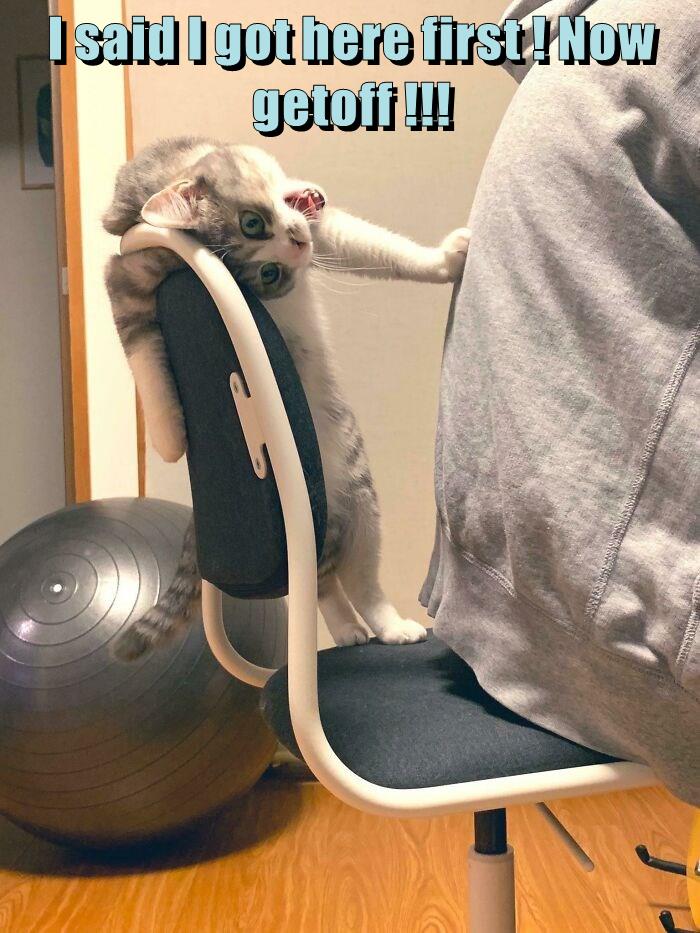 Can't you see I'm sitting comfortably here? - Lolcats - lol | cat memes ...