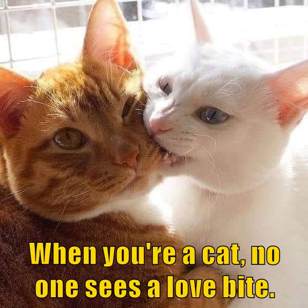 Love bite - Lolcats - lol | cat memes | funny cats | funny cat pictures ...