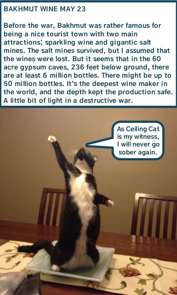 Light in the darkness - Lolcats - lol | cat memes | funny cats | funny ...