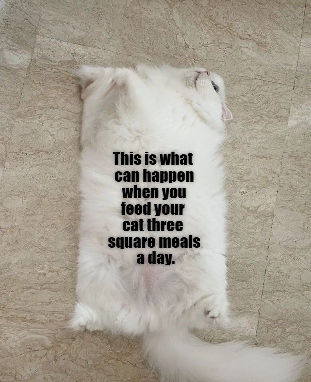 Such a purrfect square - Lolcats - lol | cat memes | funny cats | funny ...