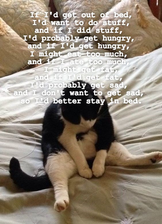 Probably Better Just To Stay In Bed Lolcats Lol Cat Memes Funny Cats Funny Cat