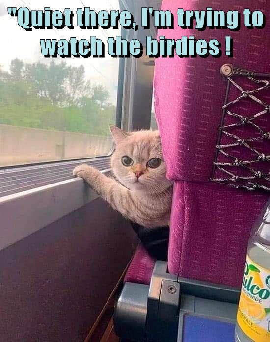You're not the only one on this train, you know - Lolcats - lol | cat ...