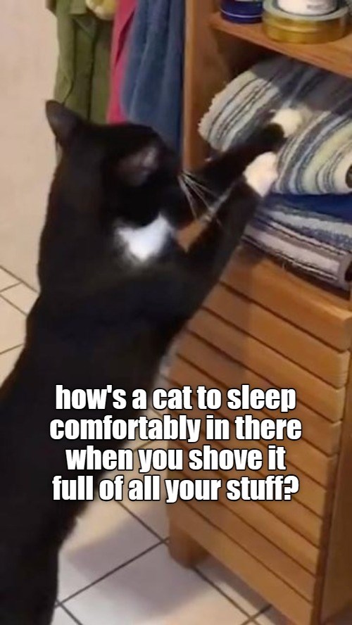 So inconsiderate of you, human. - Lolcats - lol | cat memes | funny ...