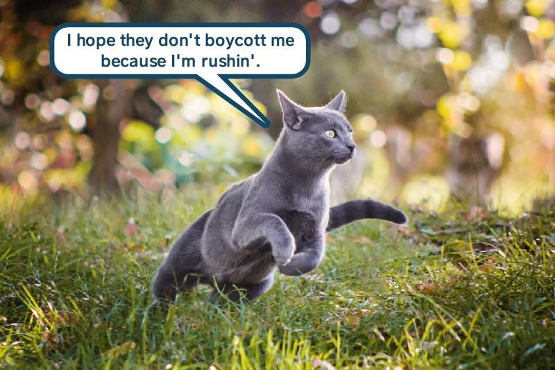 Rushin' blue - Lolcats - lol | cat memes | funny cats | funny cat ...